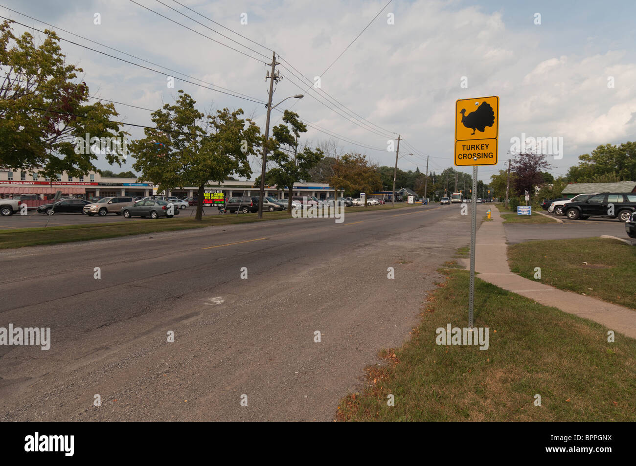 Turkey Crossing Road High Resolution Stock Photography and Images - Alamy