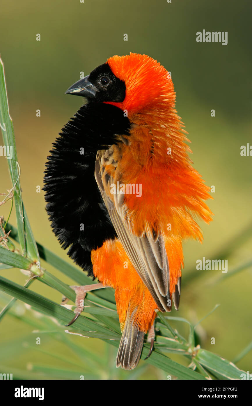 Male red bishop bird (Euplectes orix) displaying with puffed feathers ...