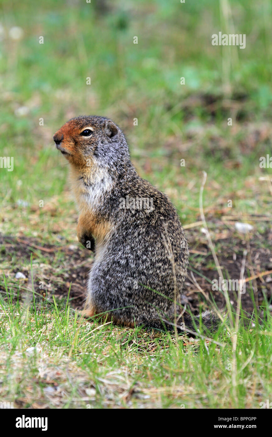 Ground squirrel or potgut marmot standing in grassy meadow Stock Photo ...