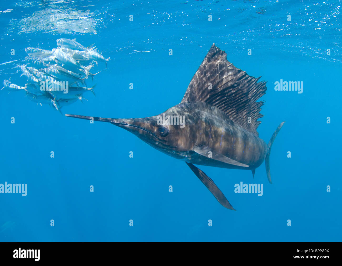Istiophorus Platypterus Sailfish High Resolution Stock Photography and ...