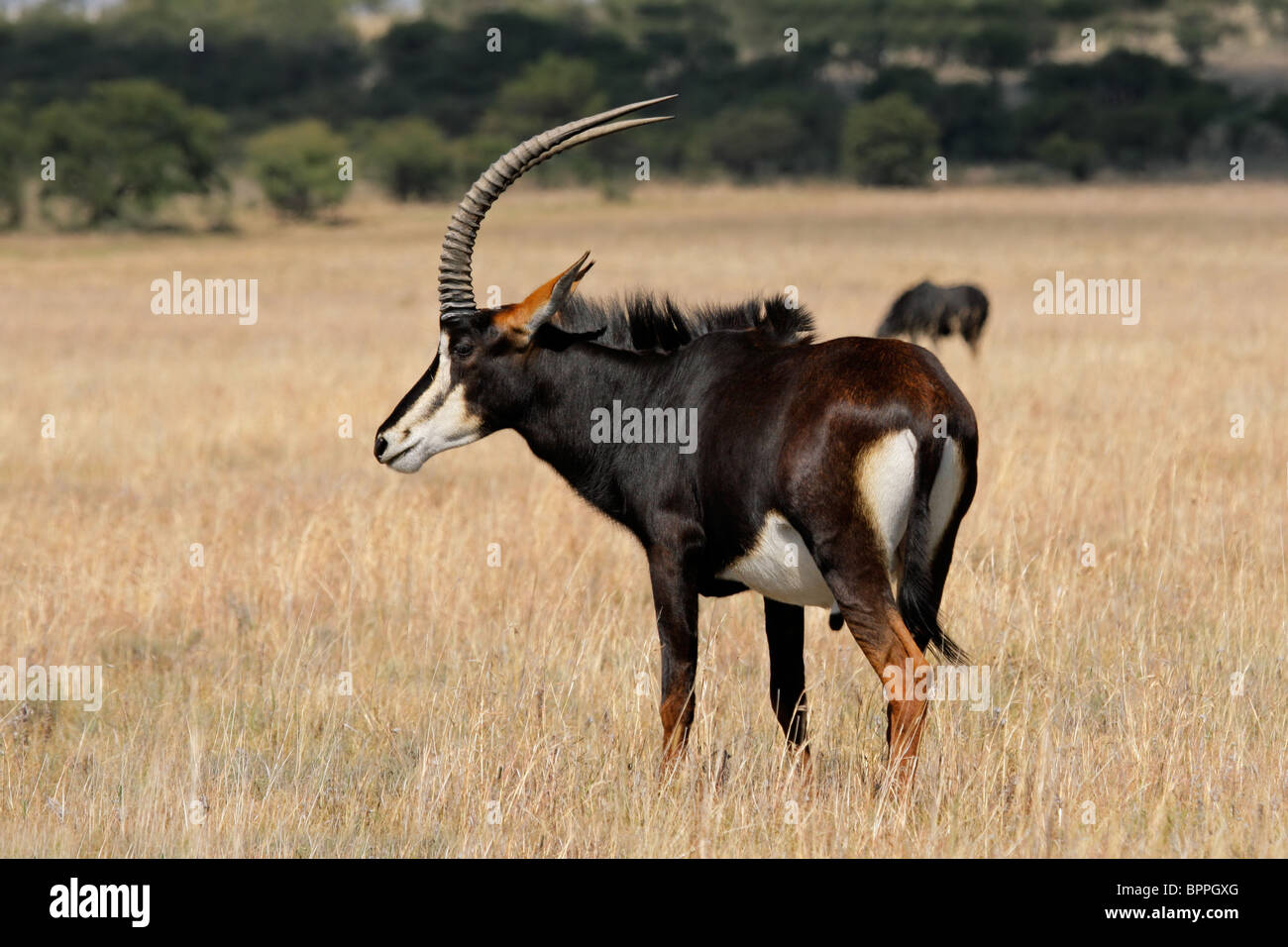 Sable Antelope Africa High Resolution Stock Photography and Images - Alamy