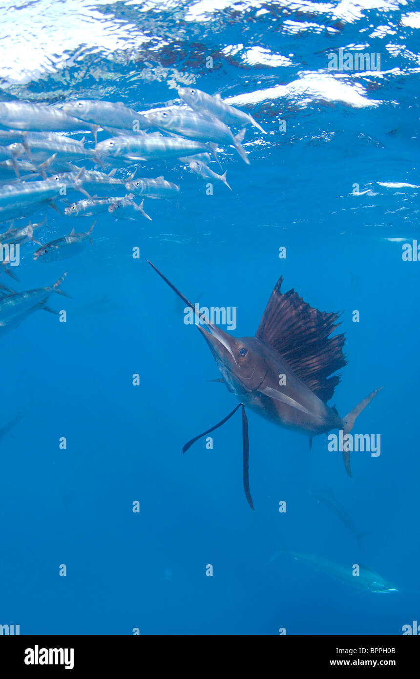 Sailfish High Resolution Stock Photography and Images - Alamy