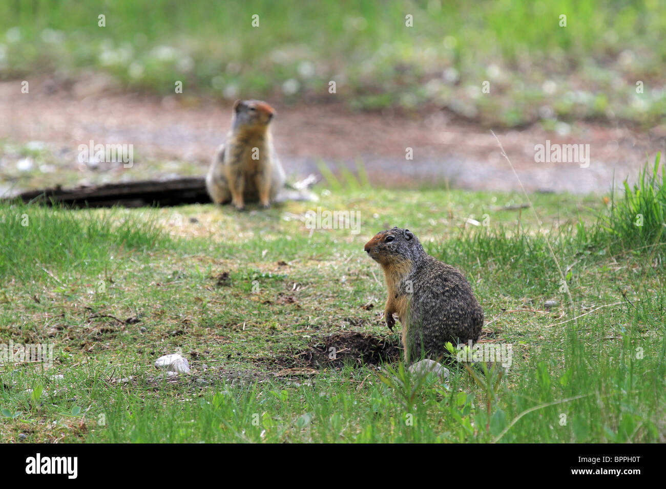 Ground squirrels or potgut marmot standing in grassy meadow. Watching ...