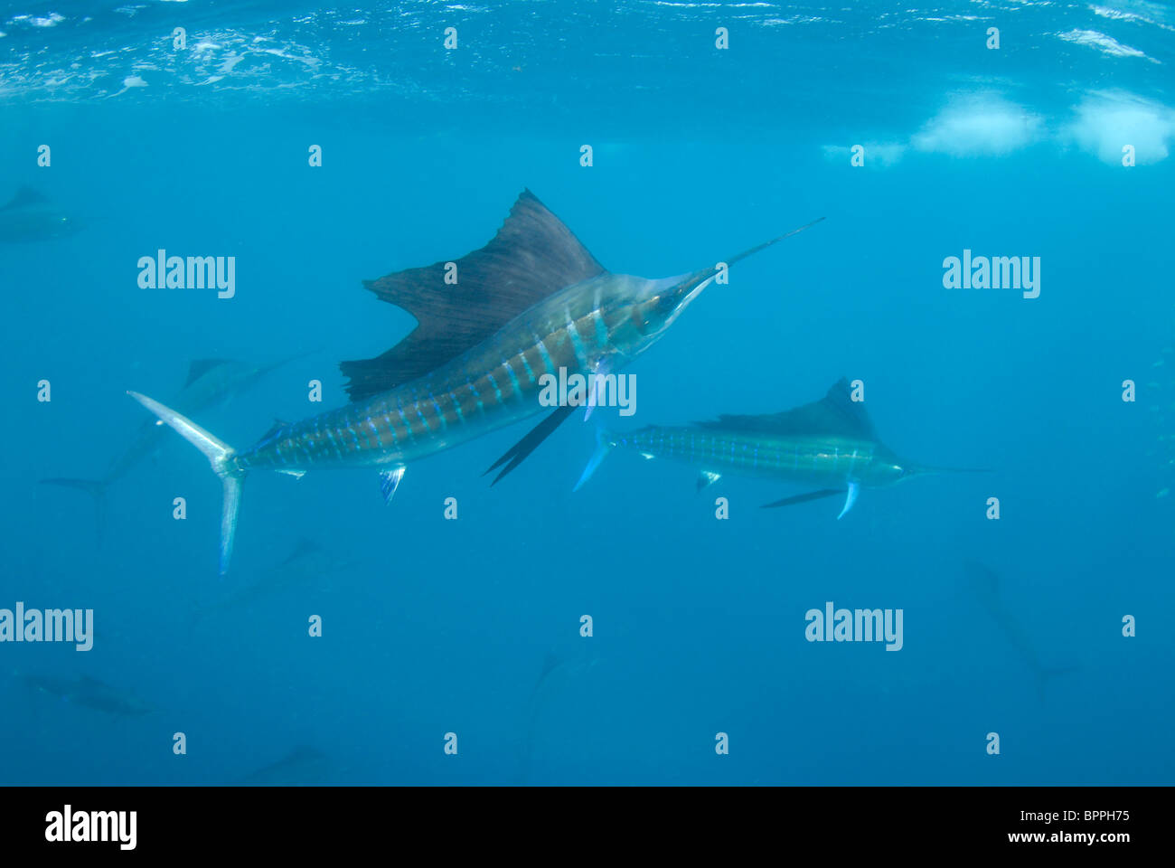 Istiophorus Platypterus Sailfish High Resolution Stock Photography and ...