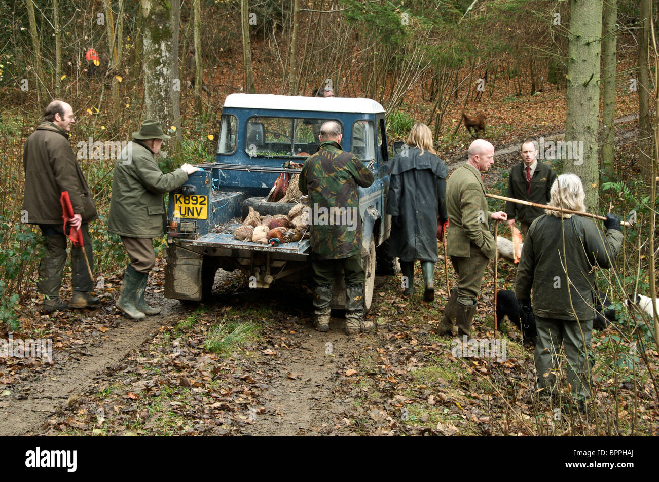 A pheasant shoot in the UK Stock Photo - Alamy