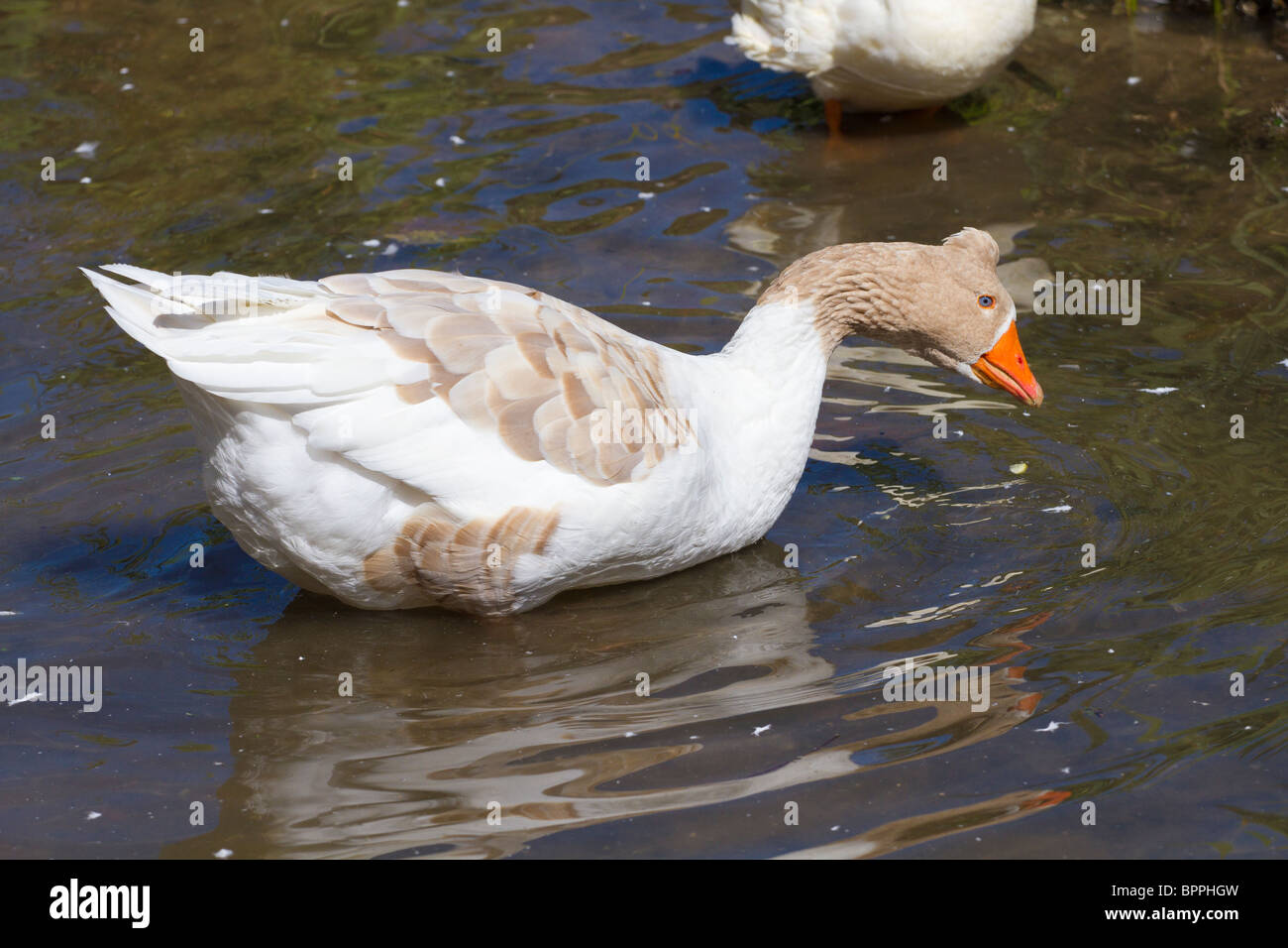 White crested duck hi-res stock photography and images - Alamy