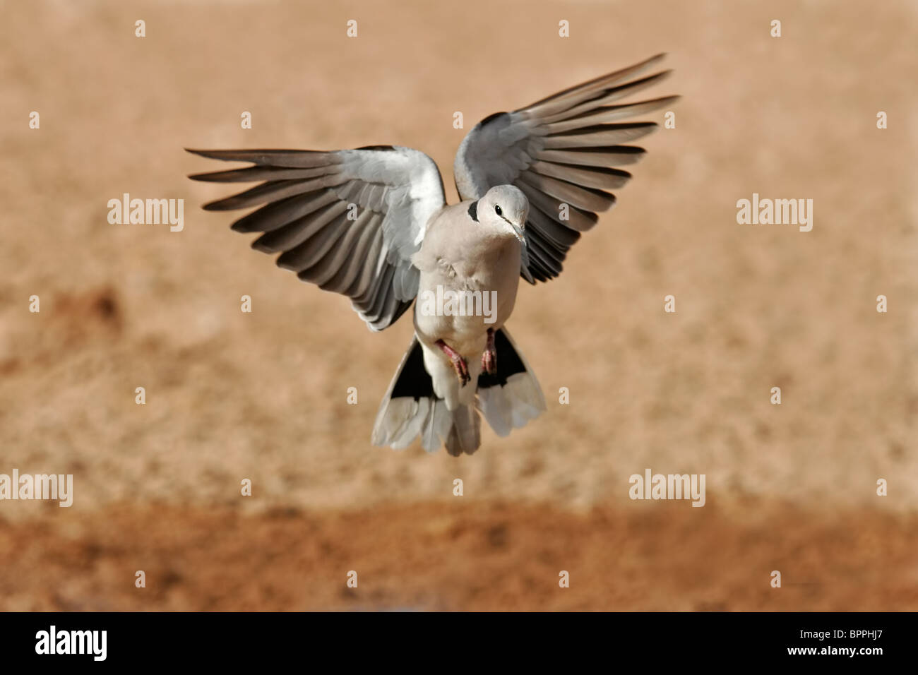 Cape turtle dove (Streptopelia capicola) in flight, Kgalagadi ...