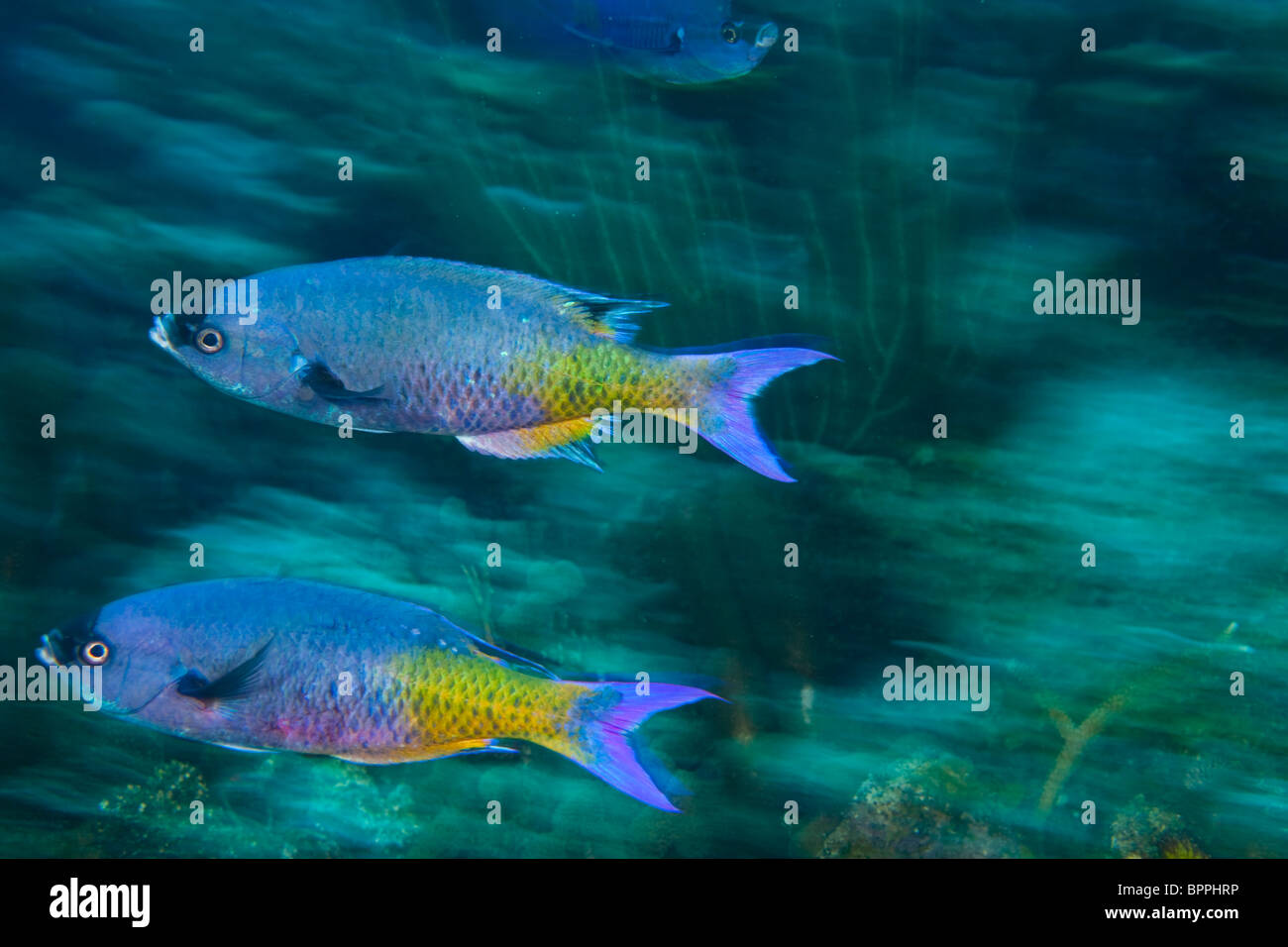 Creole Wrasse (Clepticus parda), Utila, North Side, Bay Islands ...