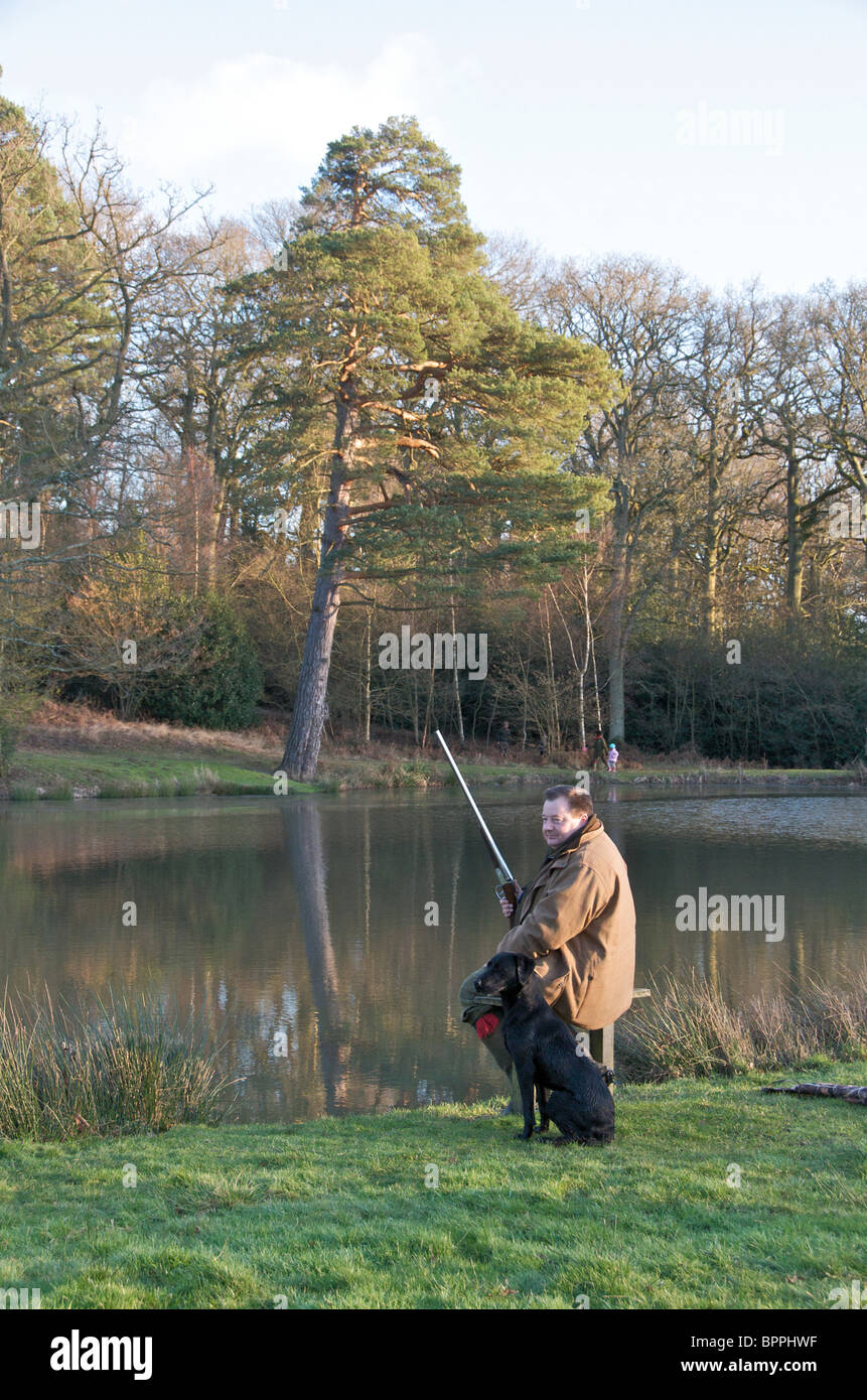 A pheasant shoot in the UK Stock Photo - Alamy