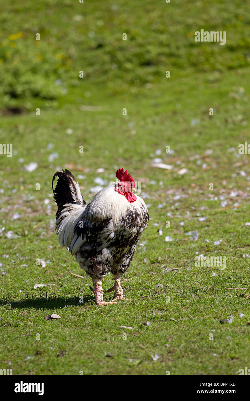 Dorking Bantam cockerel outdoors Stock Photo - Alamy