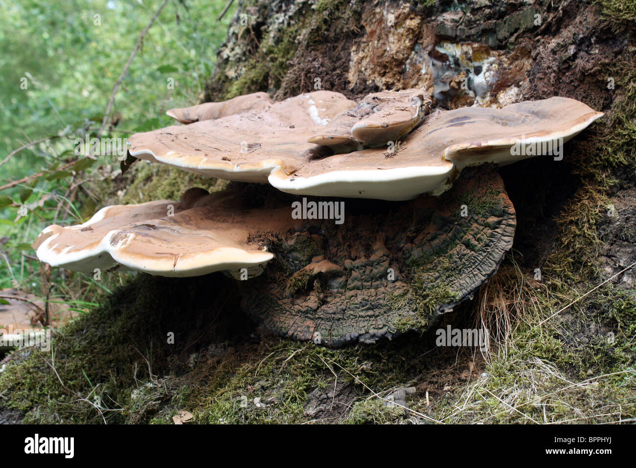 Mushrooms base tree hi-res stock photography and images - Alamy