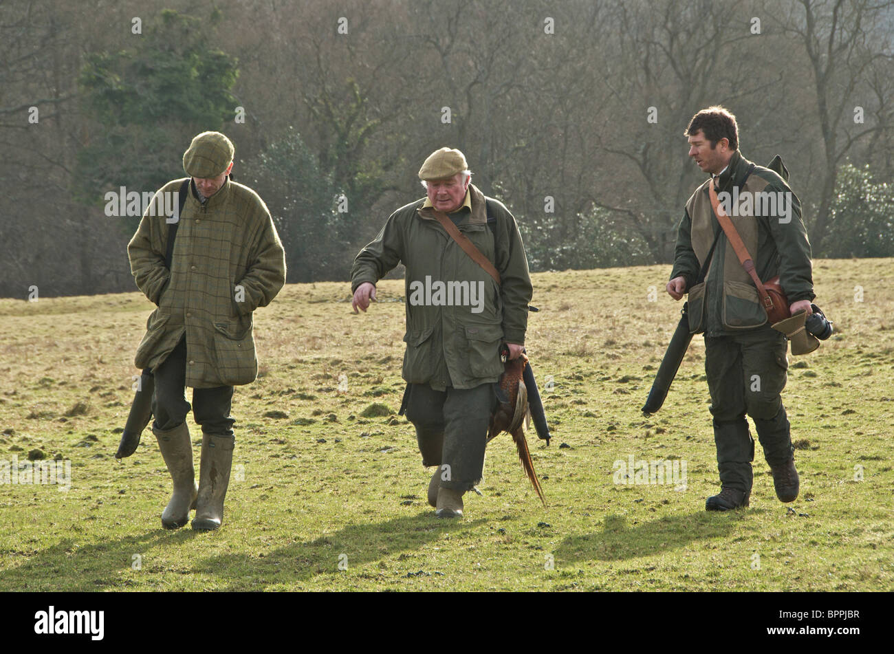 A pheasant shoot in the UK Stock Photo - Alamy