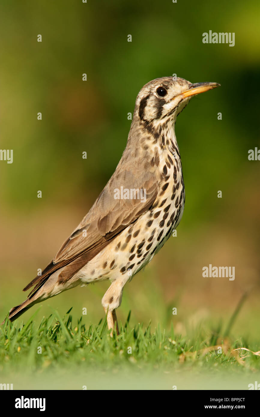 Groundscraper thrush (Turdus litsitsirupa), South Africa Stock Photo ...