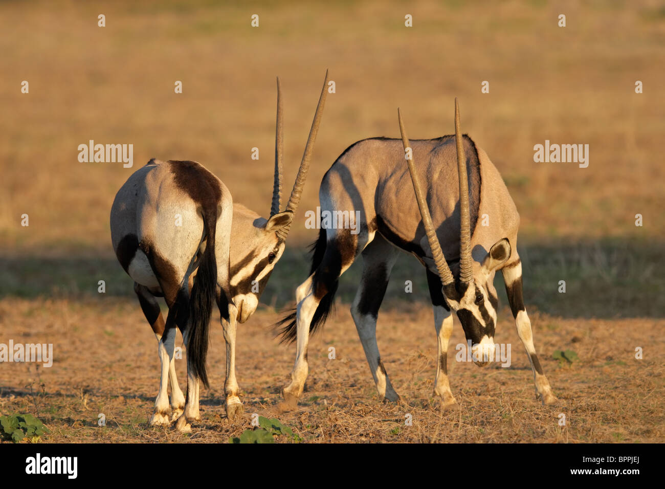 Two male gemsbok antelopes (Oryx gazella) fighting for territory ...