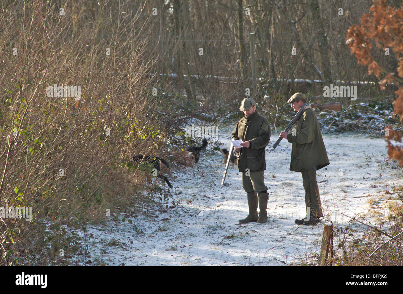 A pheasant shoot in the UK Stock Photo - Alamy
