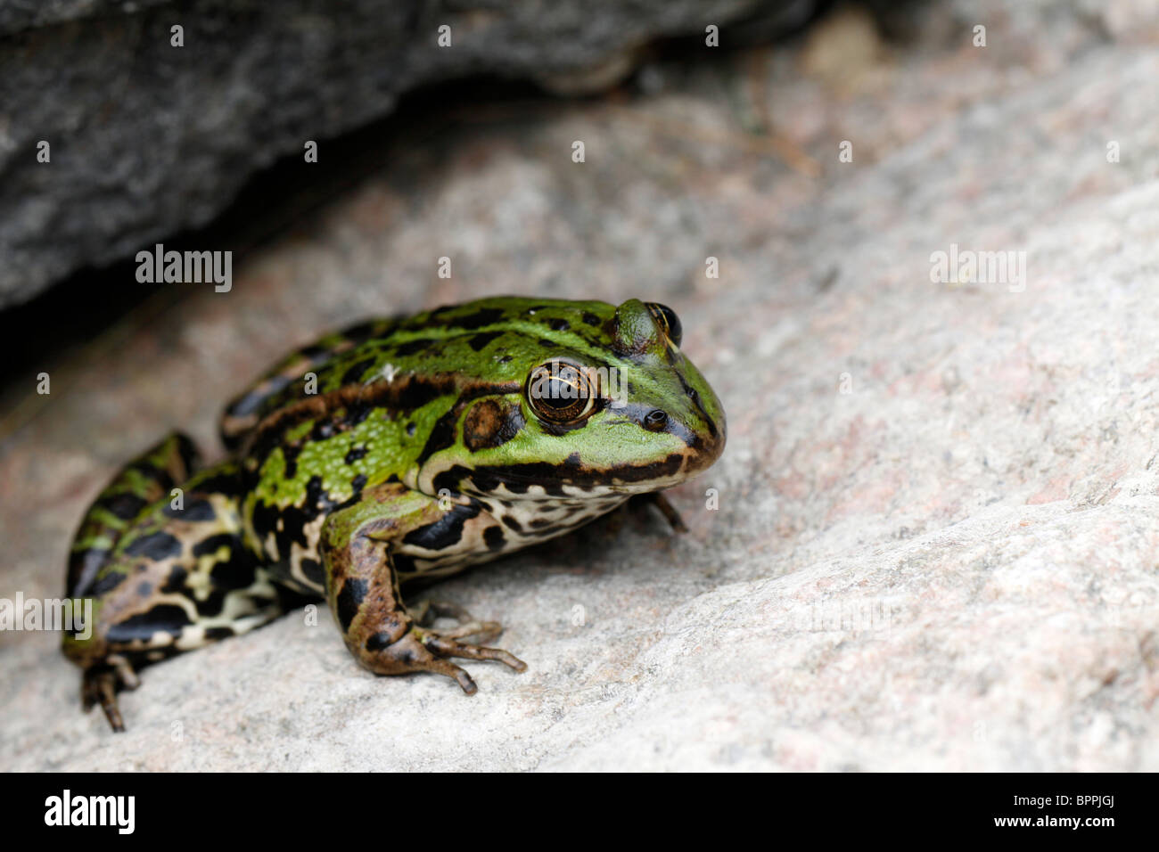 Frog amphibian pond stone hi-res stock photography and images - Alamy