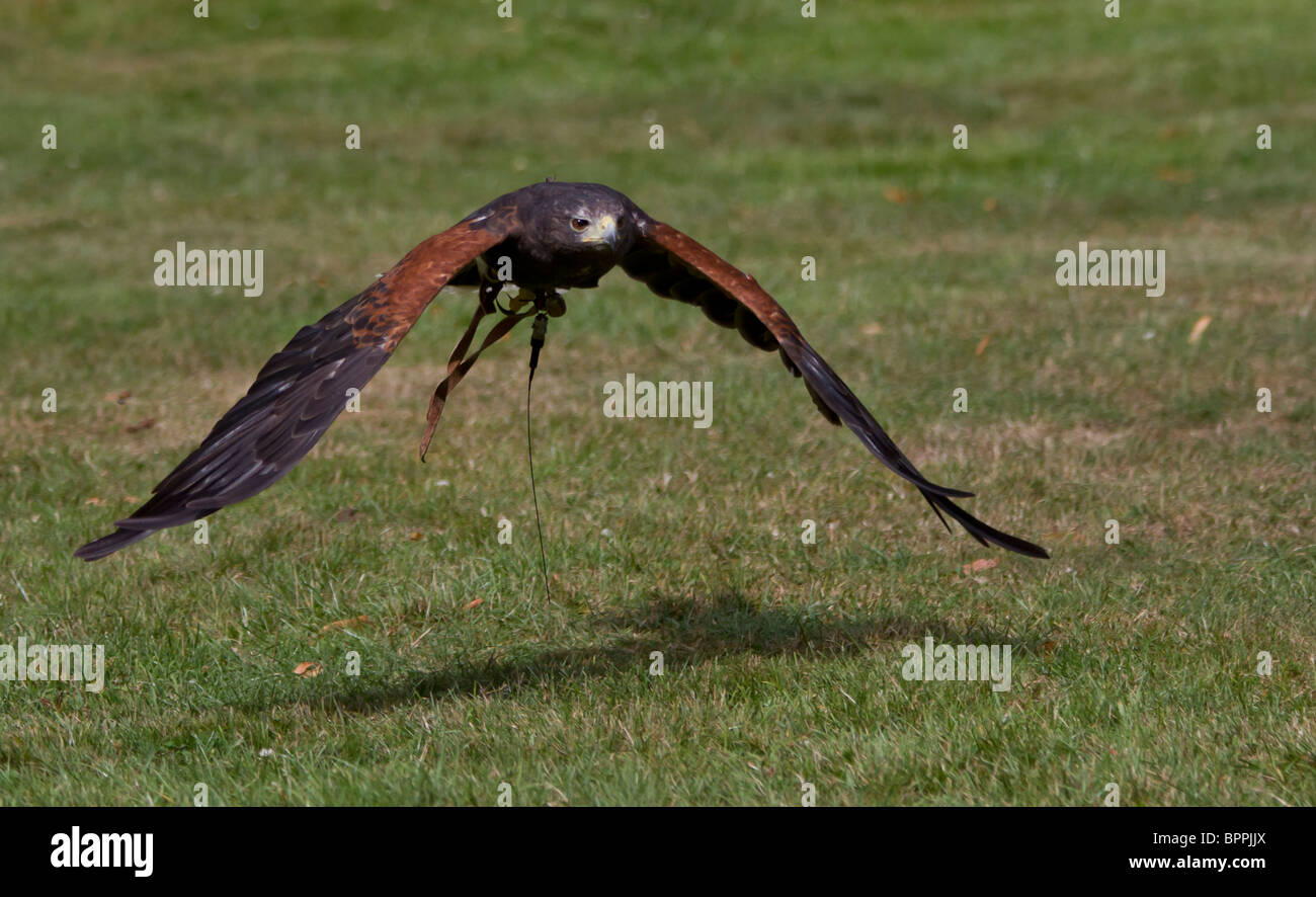 Harris hawk in flight hi-res stock photography and images - Alamy