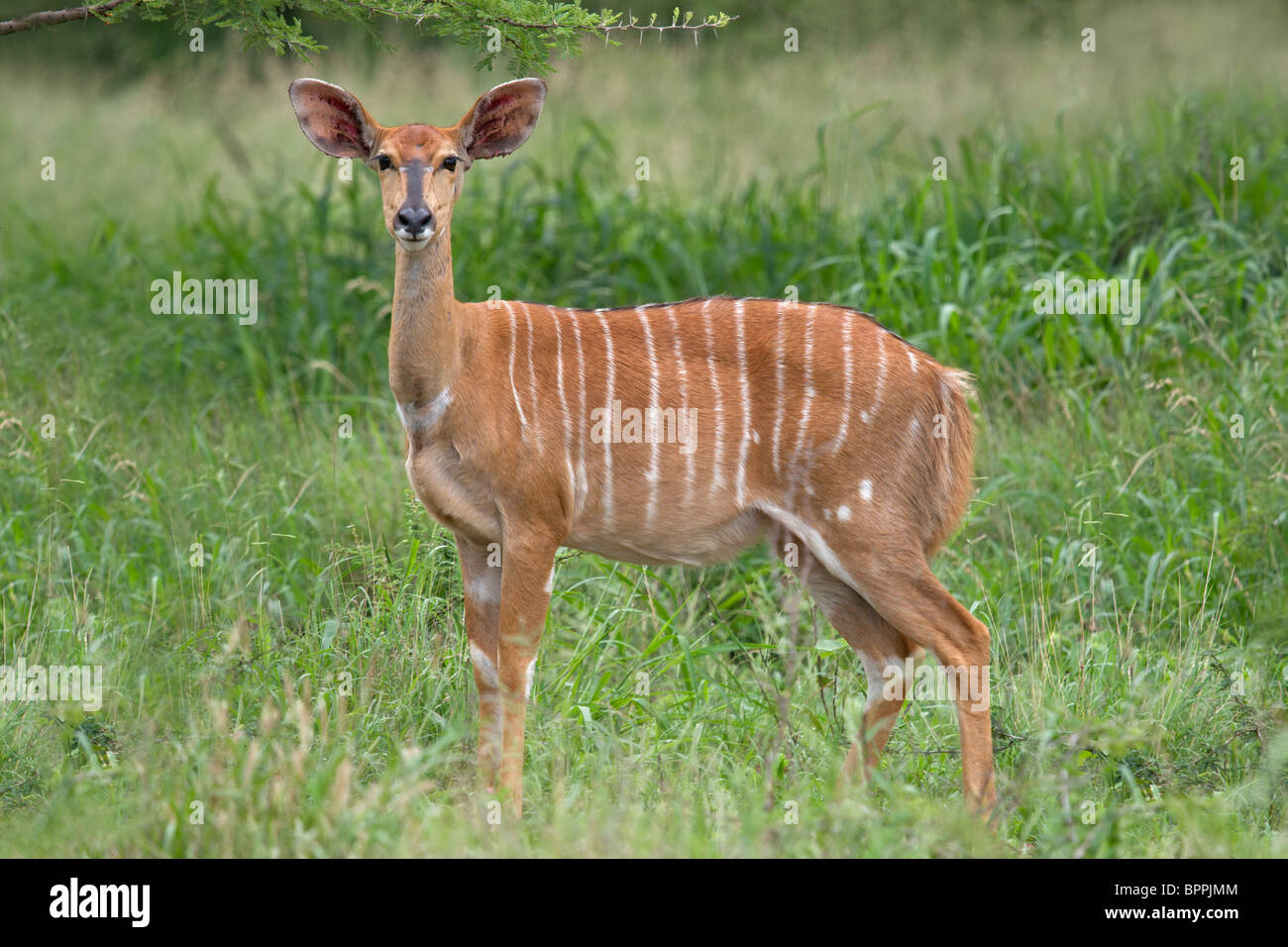 Female Nyala antelope (Tragelaphus angasii), South Africa Stock Photo ...