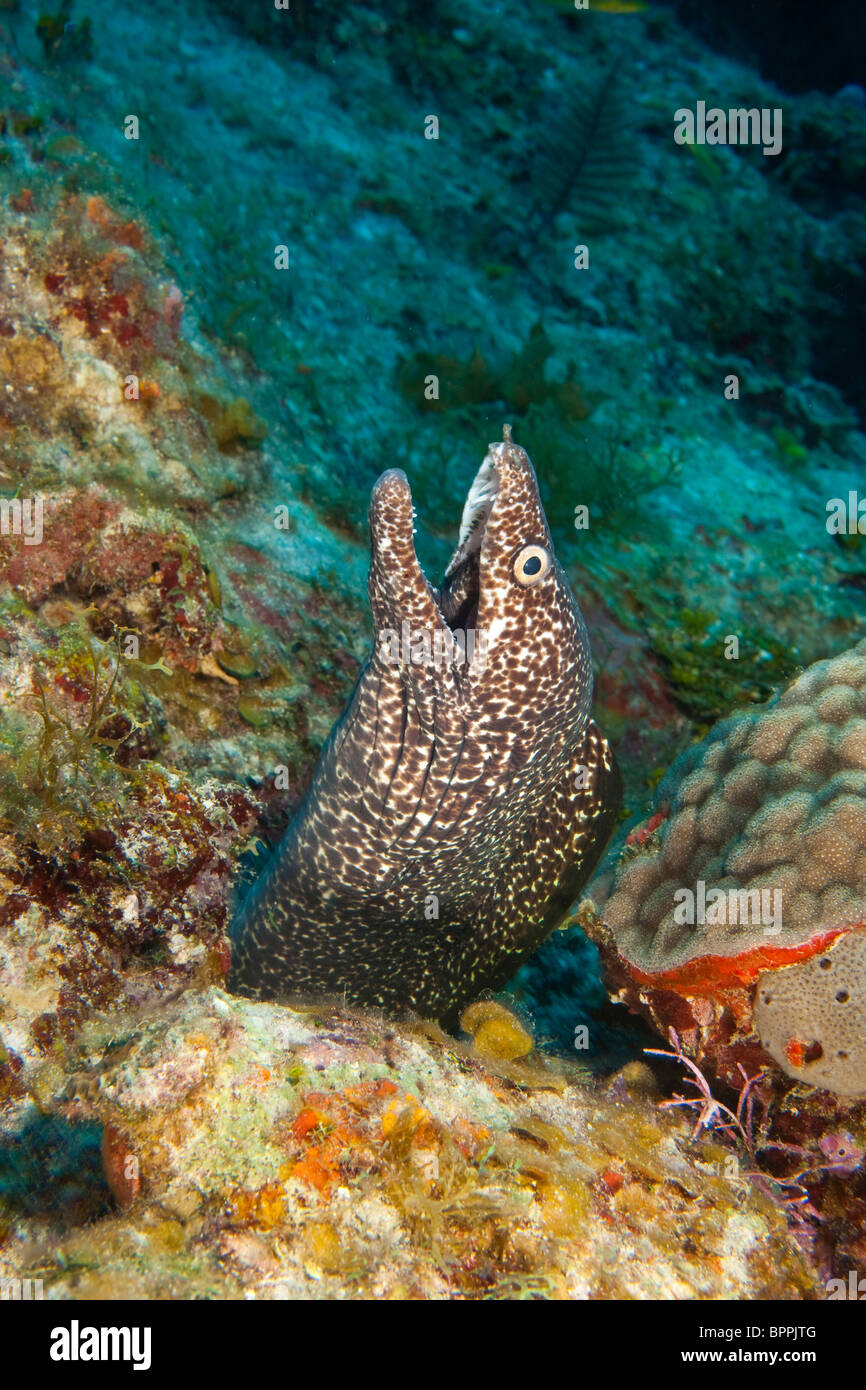 Spotted Moray Eel (Gymnothorax moringa), Utila, North Side, Bay Islands ...