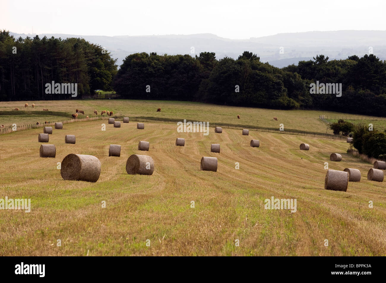 Gathering the harvest; Hay bales wait for the farmer to gather them in ...