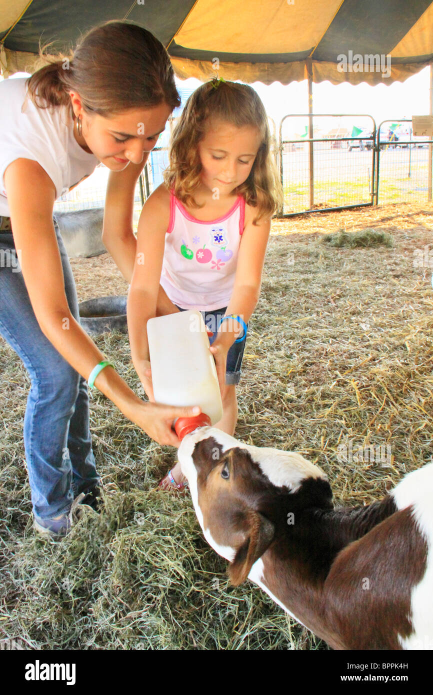 Feed calf milk bottle hi-res stock photography and images - Alamy
