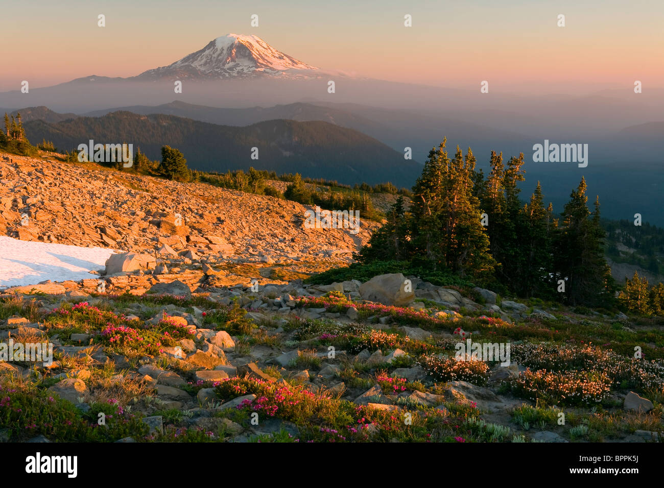 View of Mt. Adams from the Goat Rocks Wilderness, heather, paintbrush ...