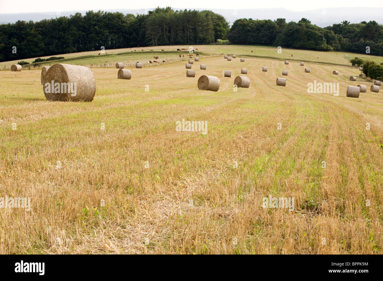 Gathering the harvest; Hay bales wait for the farmer to gather them in ...