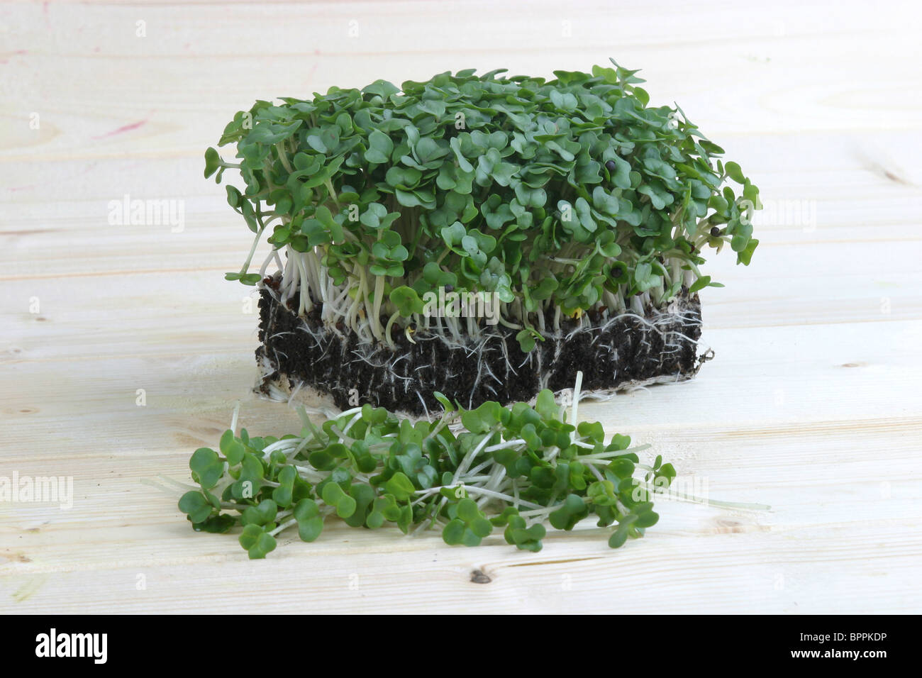 Mustard cress hi-res stock photography and images - Alamy