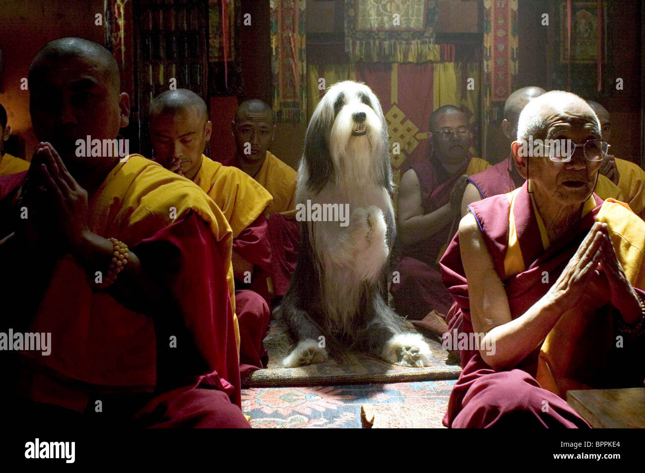 Praying Dog High Resolution Stock Photography and Images - Alamy