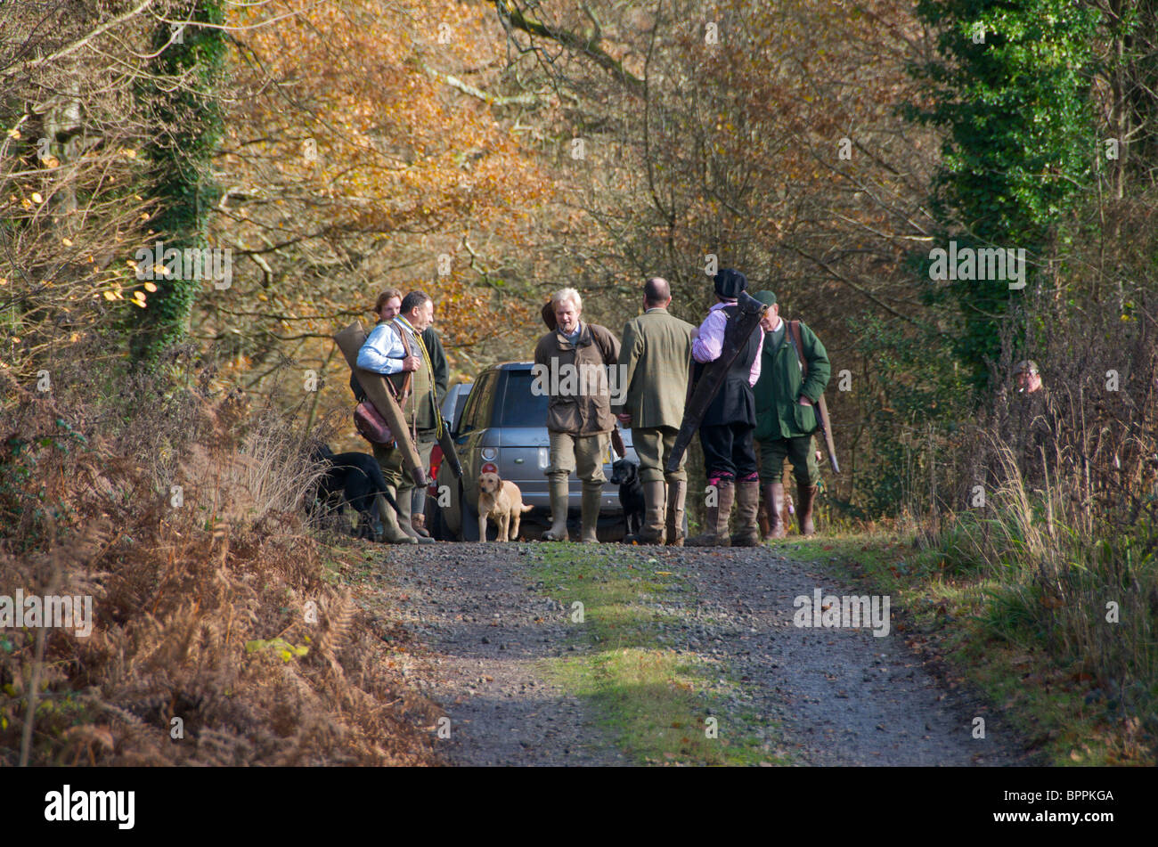 A pheasant shoot in the UK Stock Photo - Alamy