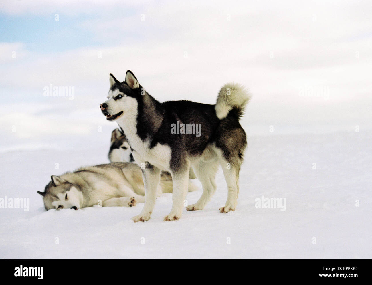 Eight Below High Resolution Stock Photography and Images - Alamy