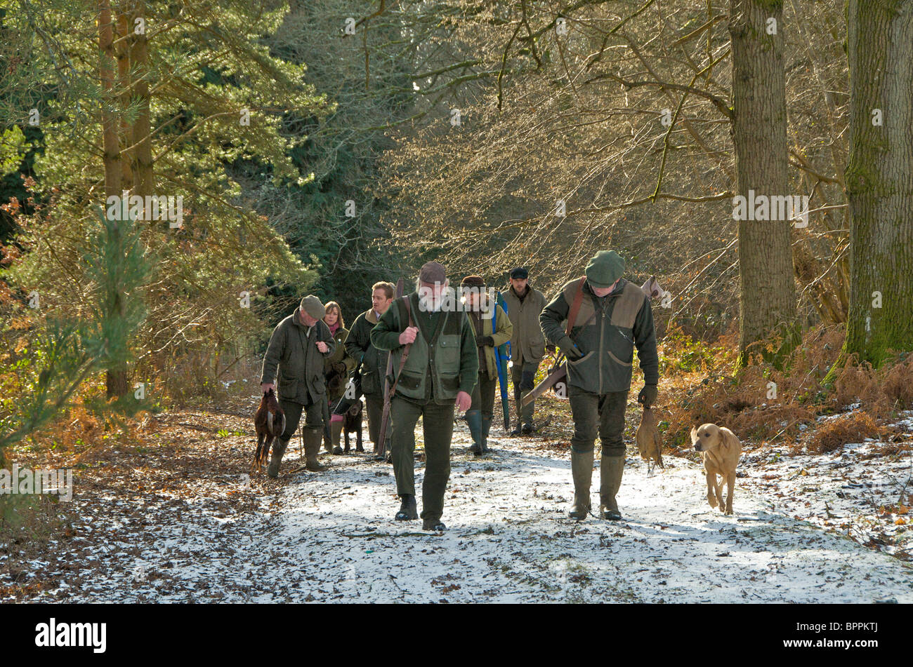 A pheasant shoot in the UK Stock Photo - Alamy