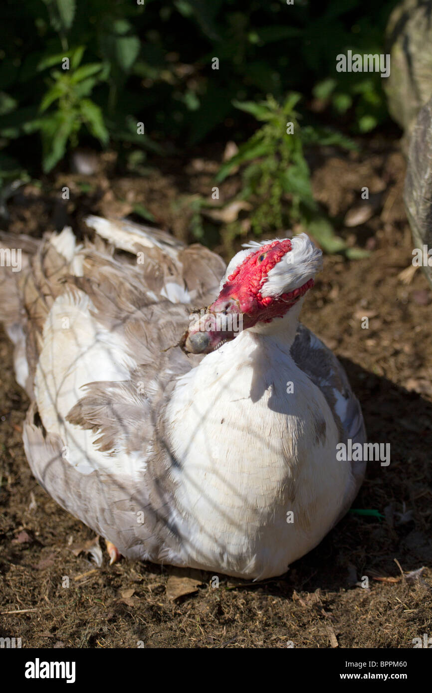 Curious duck hi-res stock photography and images - Alamy