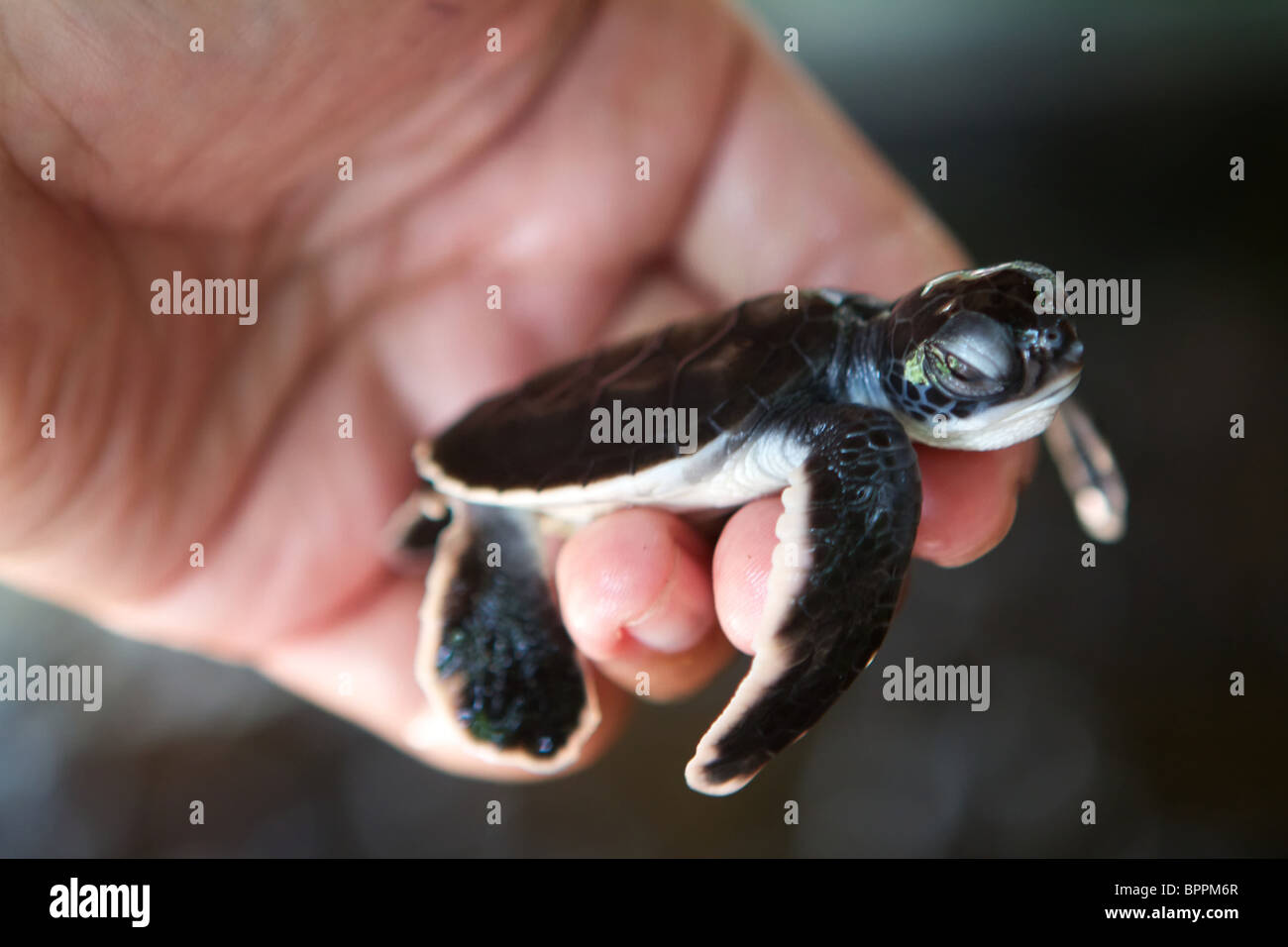 baby turtle in hand Stock Photo - Alamy