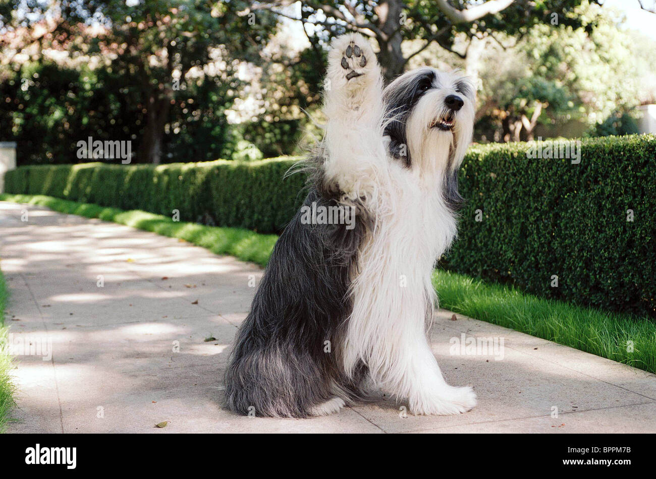 Waveing High Resolution Stock Photography and Images - Alamy