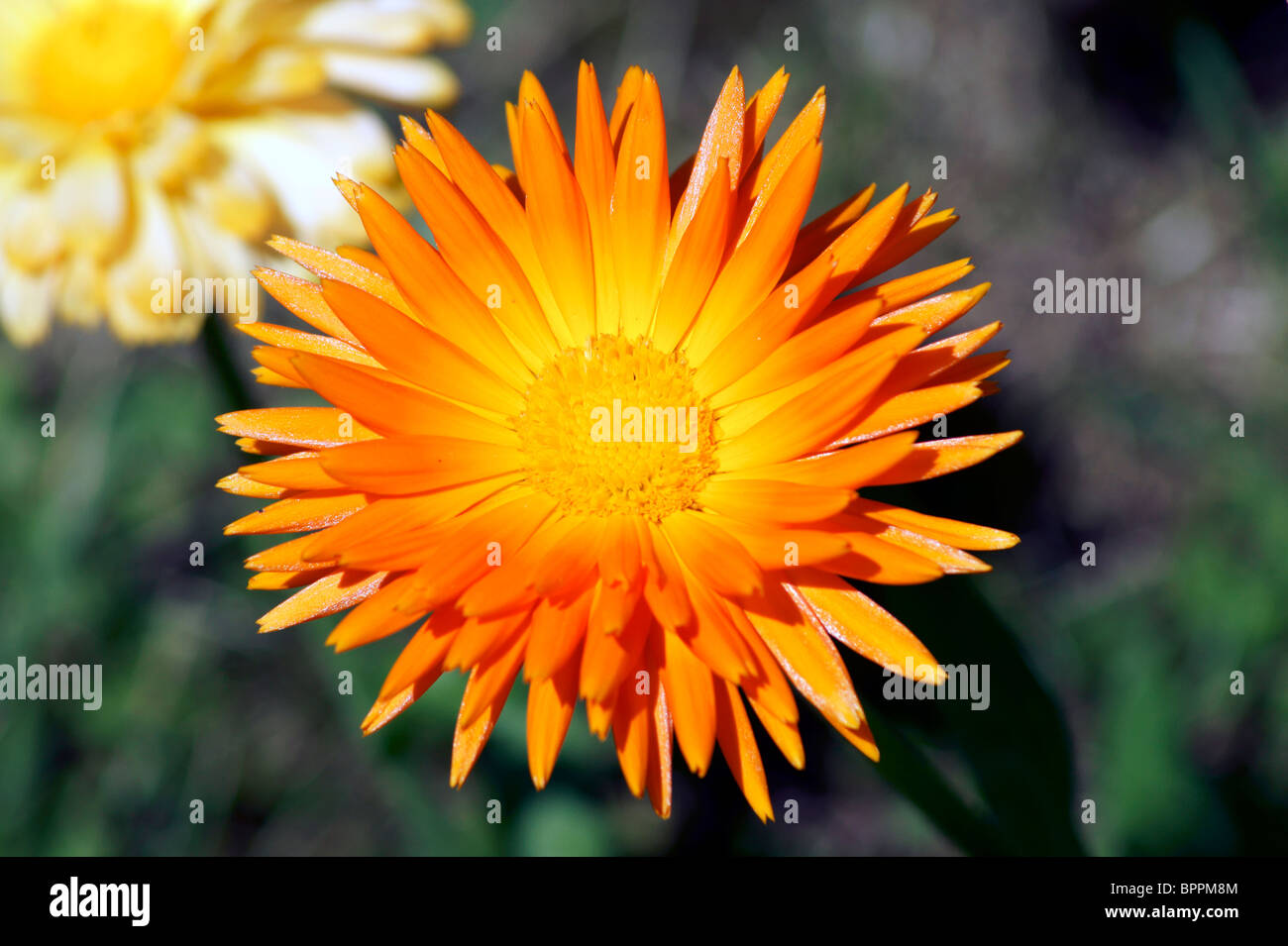 CALENDULA, FIELD MARIGOLD, POT MARIGOLD, DAISY FAMILY, SAXON ...