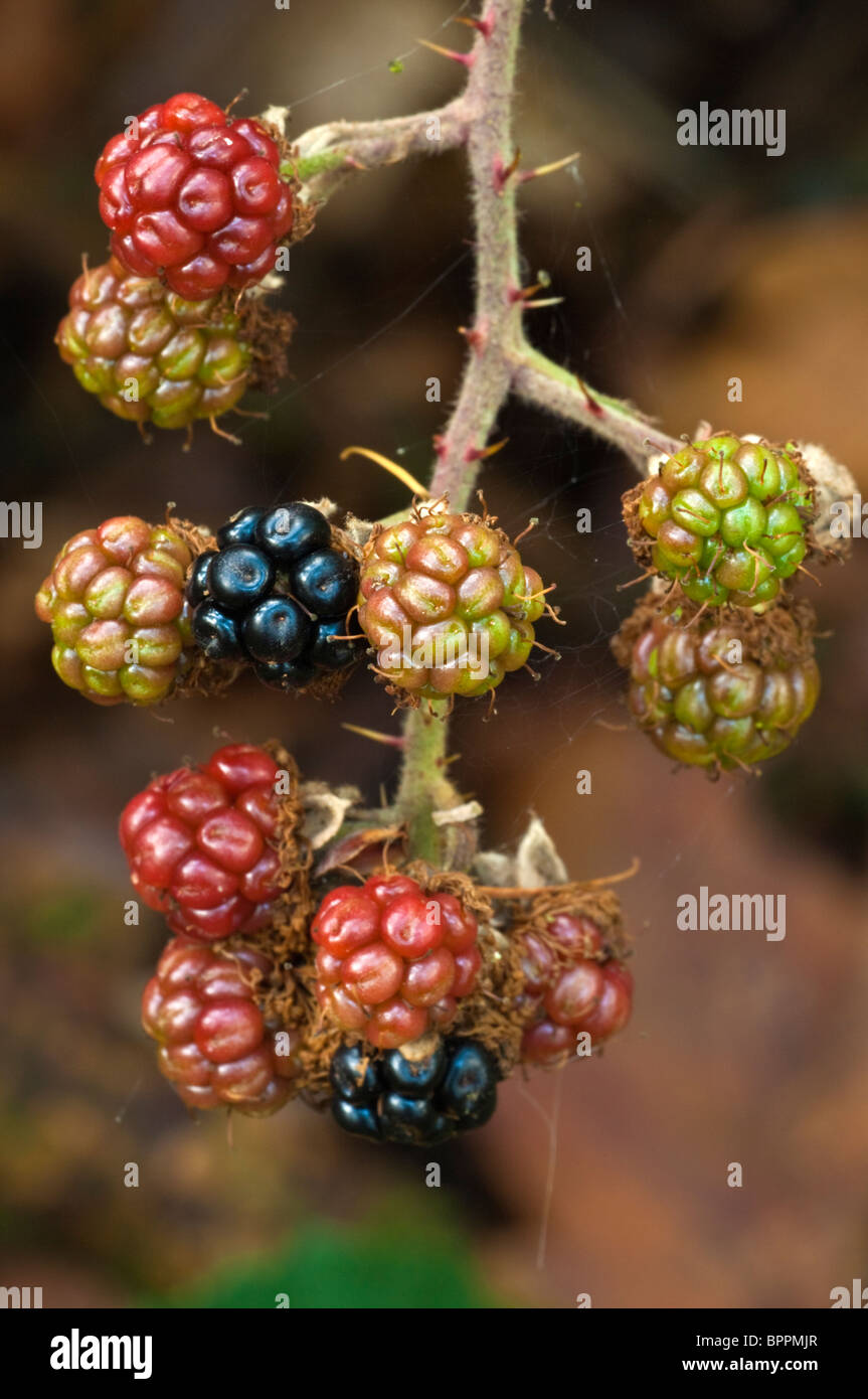 Ripening ripe hi-res stock photography and images - Alamy