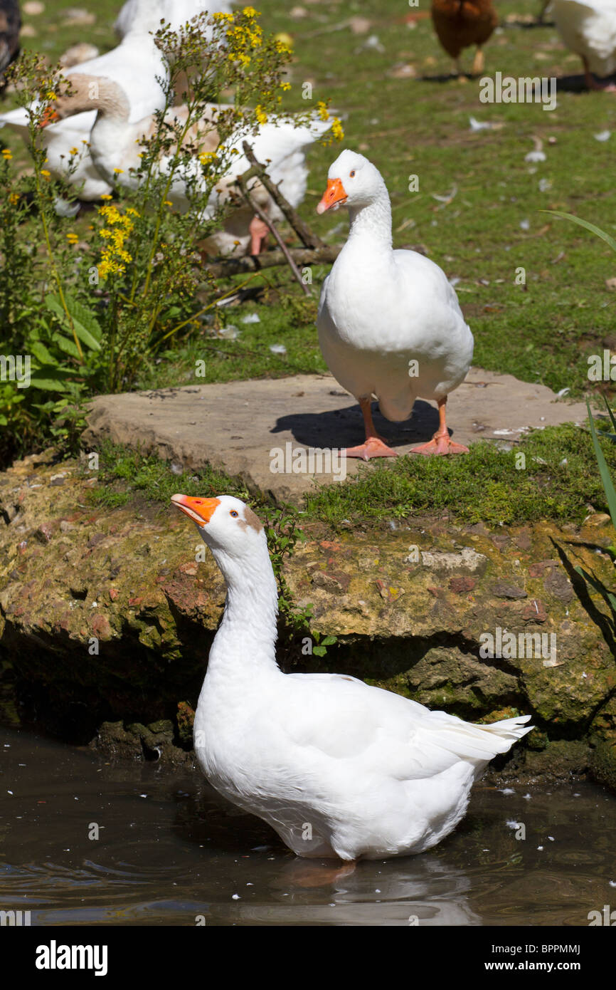 Pair of Emden Geese (Anser anser domesticus) in farmyard with one ...