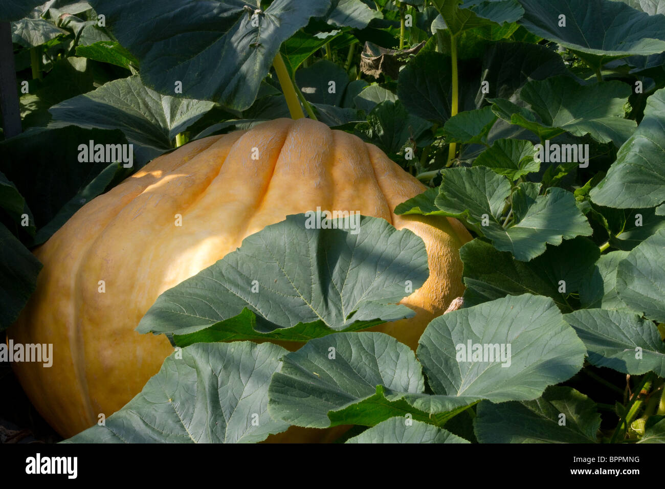 Different shaped pumpkins hi-res stock photography and images - Alamy