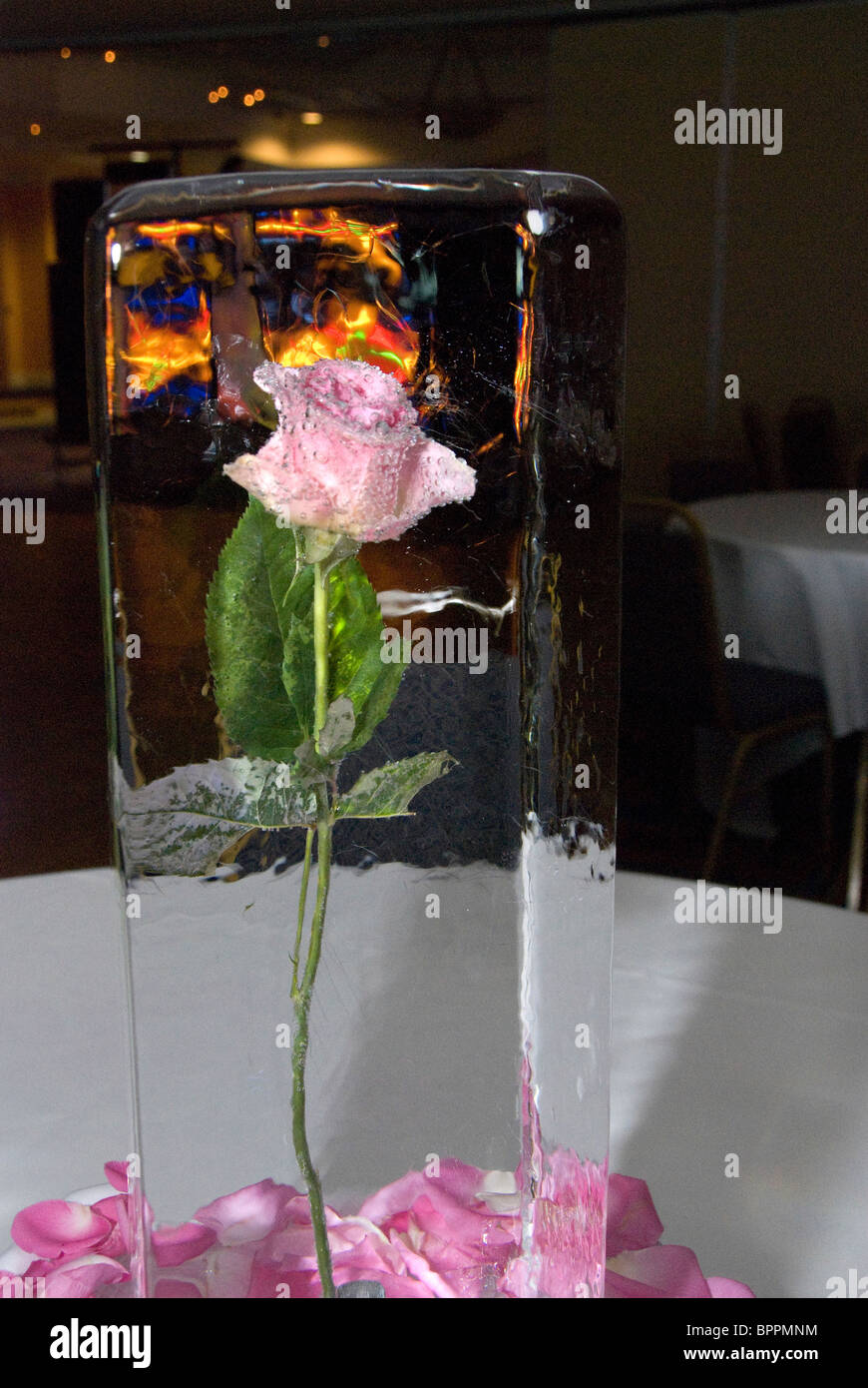 pink rose in block of ice Stock Photo - Alamy