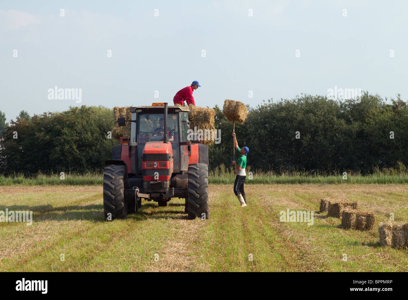Workers Collecting Square straw Bales & loading tractor in field at ...