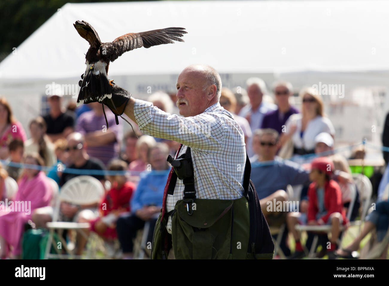 demonstration of falconry at village show Stock Photo - Alamy