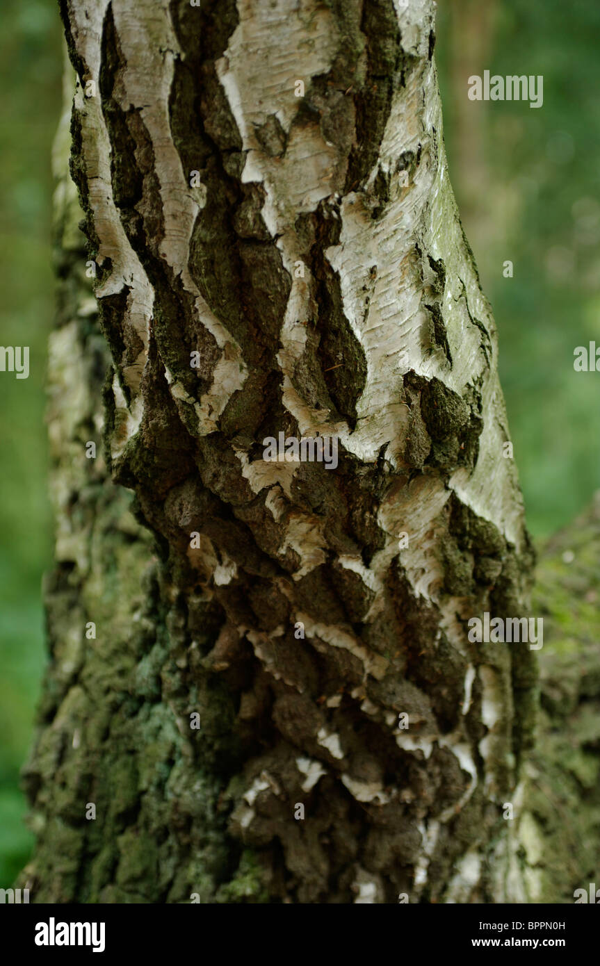 Silver birch tree bark hi-res stock photography and images - Alamy
