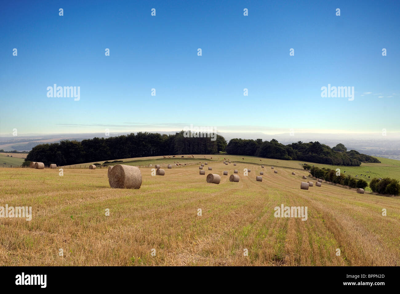 Gathering the harvest; Hay bales wait for the farmer to gather them in ...