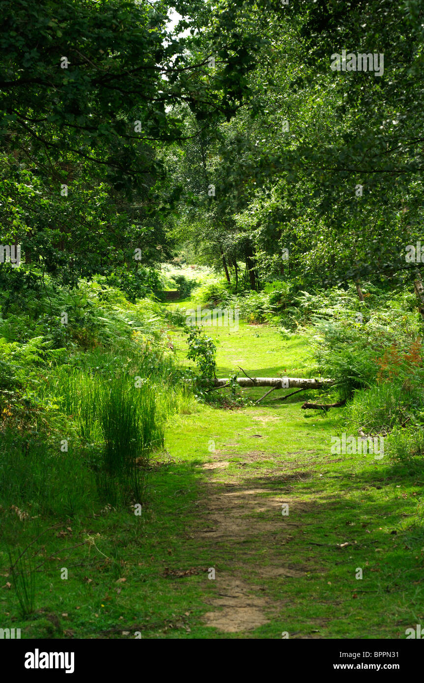 Worn pathway hi-res stock photography and images - Alamy