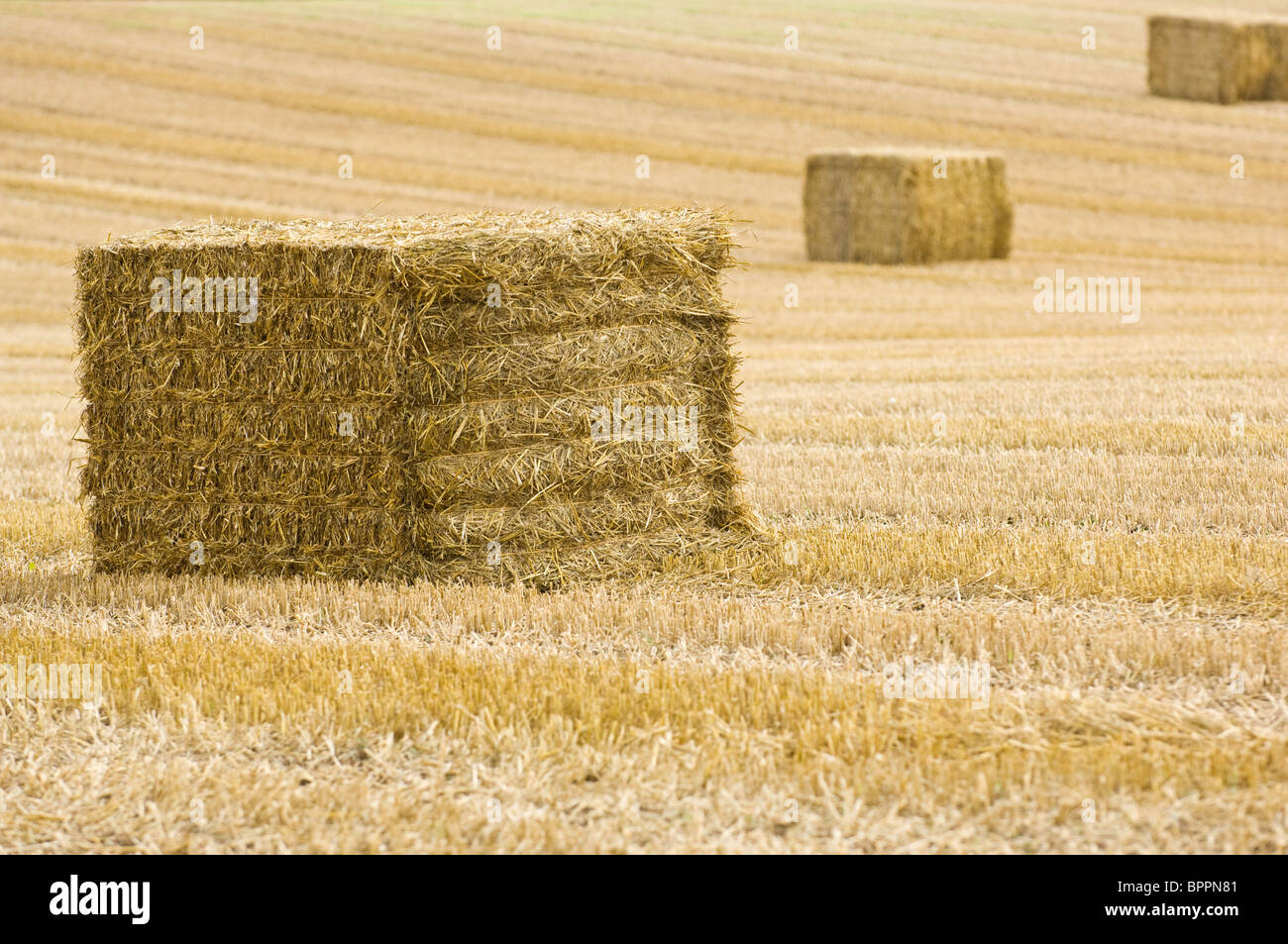 Square bails of hay waiting to be collected for use as animal feed and ...