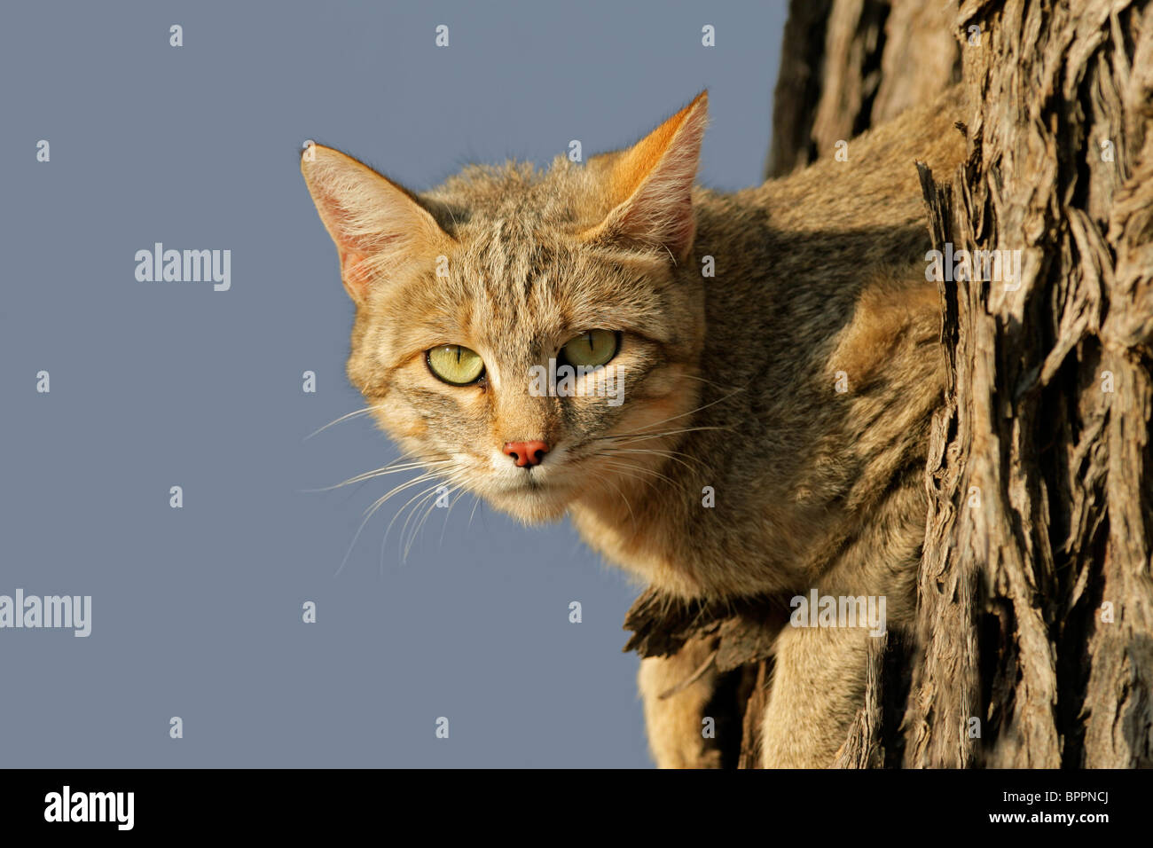 An African wild cat (Felis silvestris lybica) lying in a tree ...