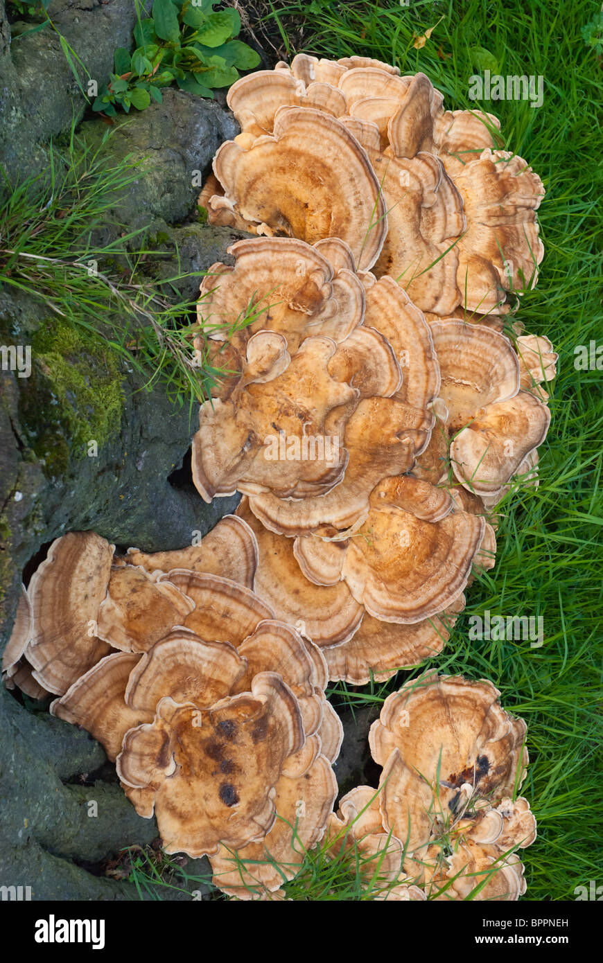 Variegated sycamore tree hi-res stock photography and images - Alamy