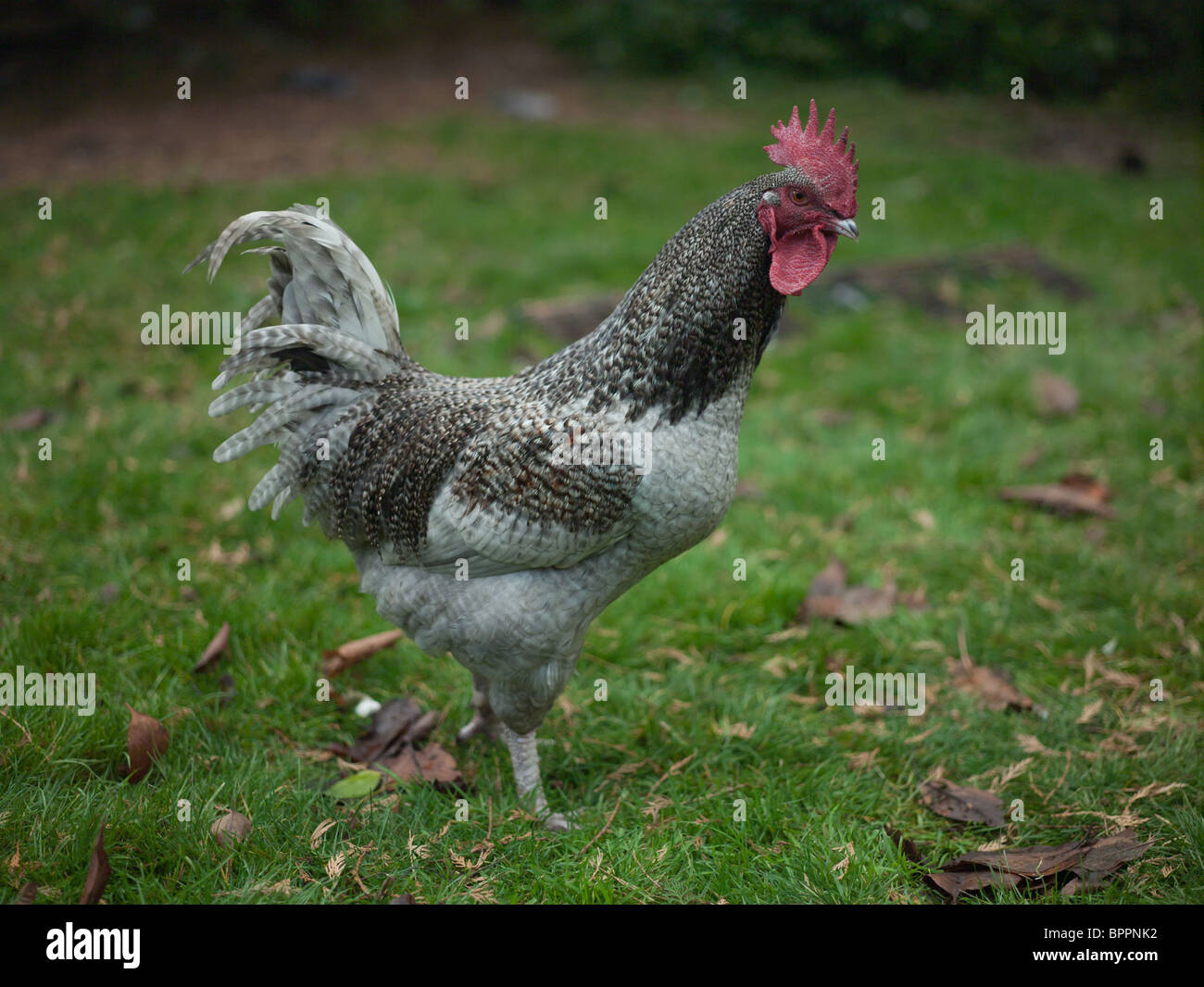 Grey Rooster