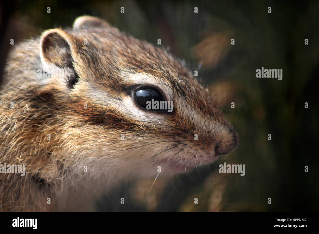 Chipmunk: Alvin, Simon or Theodore Stock Photo - Alamy